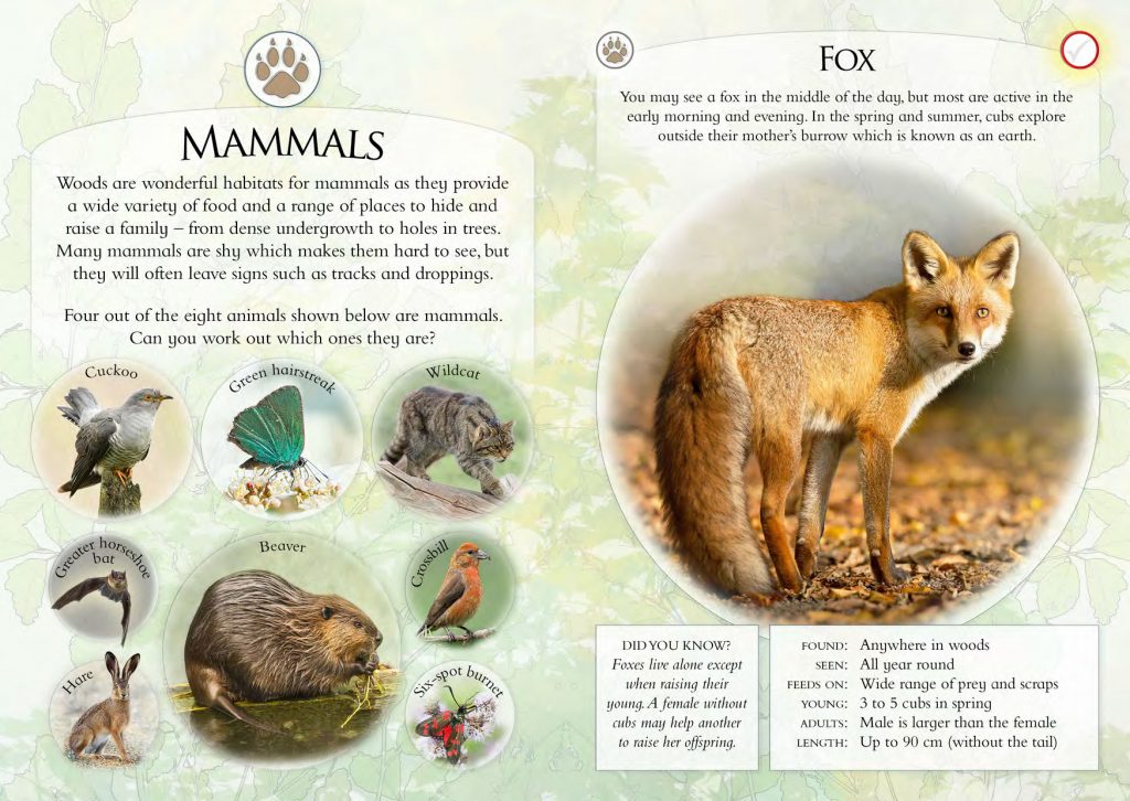 What Can You Spot In The Garden? & What Can You Spot In The Woods ...