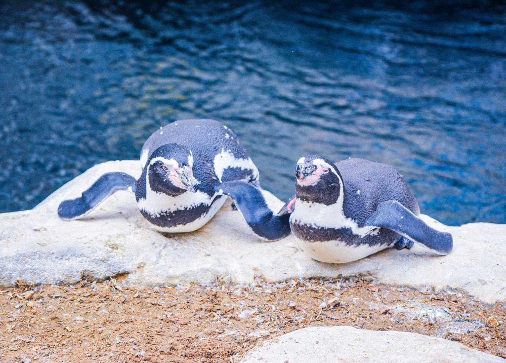 Adopt a penguin for your Valentine at the Oceanarium, Bournemouth - The ...